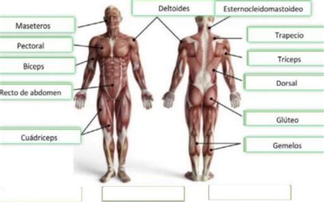 En base a los principales músculos del cuerpo humano acomodarlos