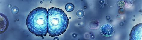 Cosa Sono Le Cellule Staminali Inscientiafides