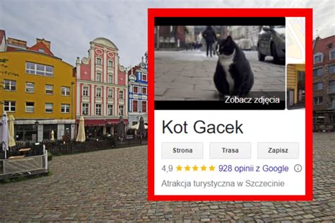 Kot Gacek legendą Szczecina Światowe media rozpisują się o polskim
