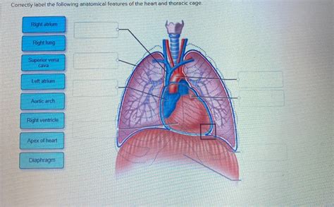 Solved Correctly Label The Following Anatomical Features Of Chegg