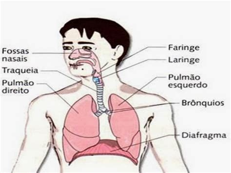 Respiração A RESPIRAÇÃO FISIOLOGIA HUMANA