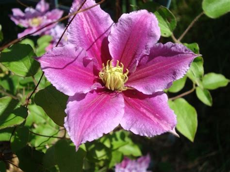 CLEMATIS POWOJNIK PIILU BAZA PRODUKTÓW KRZEWY I SADZONKI