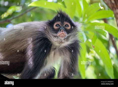 Geoffroy s Spider Monkey Ateles geoffroyi Mono Araña Puerto