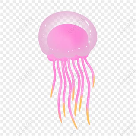 Pink Jellyfish Dark Pink Pink Vector Light Pink PNG White