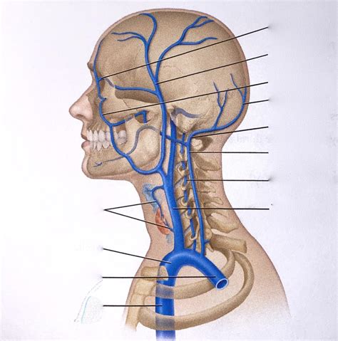Veins Of Left Head And Neck Diagram Quizlet