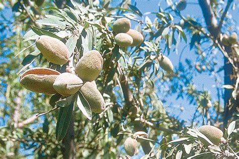 Recomendaciones técnicas para establecer un huerto de almendros El
