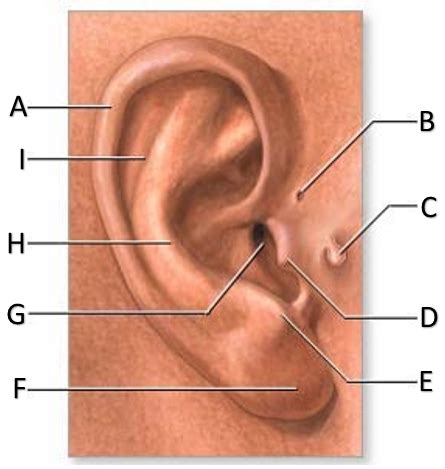 Special Senses Hearing Flashcards Quizlet