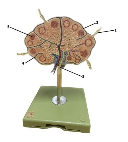 Lymph Node Model Flashcards Quizlet