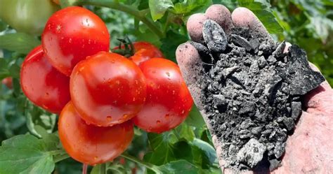 C Mo Utilizar Las Cenizas De Madera En La Huerta Para Favorecer El