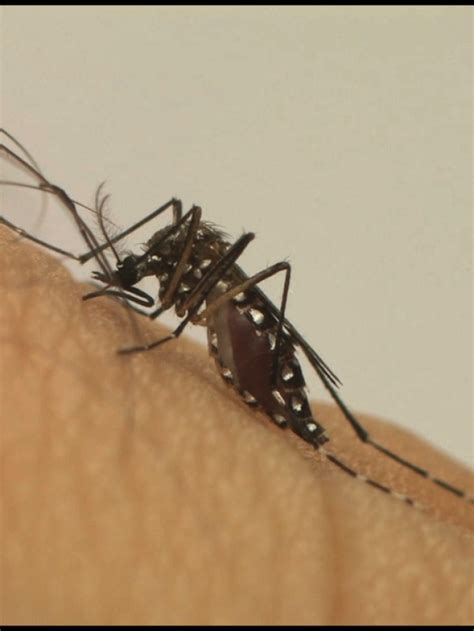 Casos De Chikungunya Crescem 50 No Brasil Em 2023 Saiba Prevenir