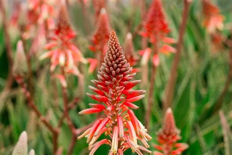 Apprenez Quoi Faire Avec Les Fleurs D Aloe Vera Gardening Dream