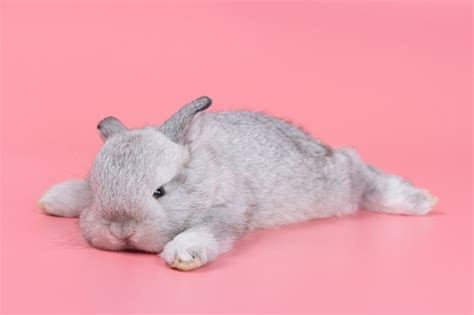 Conejo adorable gris del bebé en fondo rosado conejo lindo del bebé