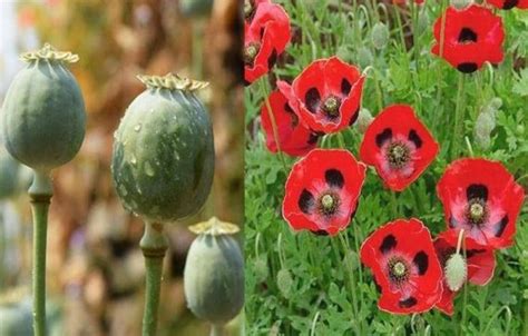 Cómo plantar y cultivar amapolas orgánicamente Mi Diario De Campo