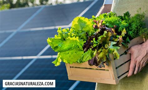 Agrovoltaica Fusionando energía solar y agricultura