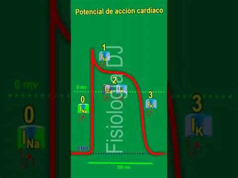 Fisiología Potencial de acción cardíaco YouTube