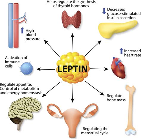 Endocrine System In Humans