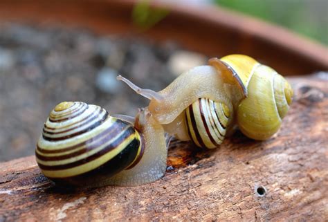 Snail In Pussy Telegraph