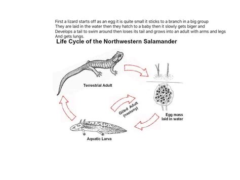 Life Cycle Of Lizard