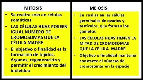 Cuadro Comparativo De Mitosis Y Meiosis Ejemplo Tutorial
