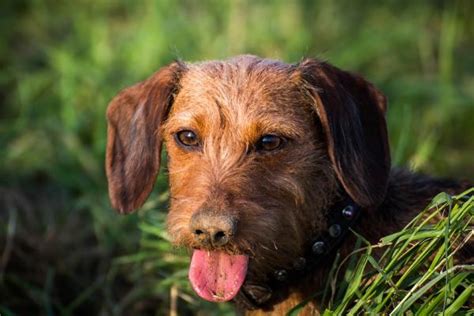Nombres Para Perros Salchichas Machos Y Hembras 300 IDEAS