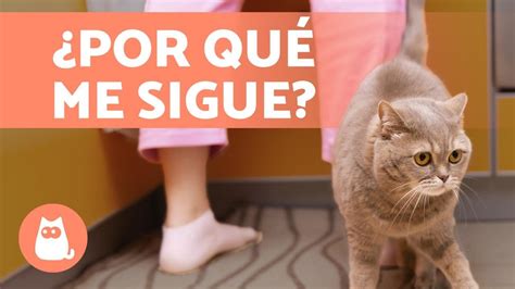 Por qué mi gato me sigue a todas partes Arsveterinaria