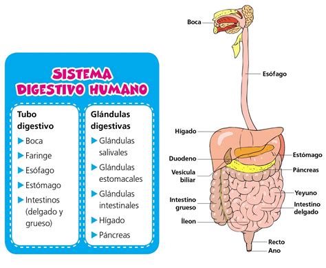 Las Partes Del Sistema Digestivo