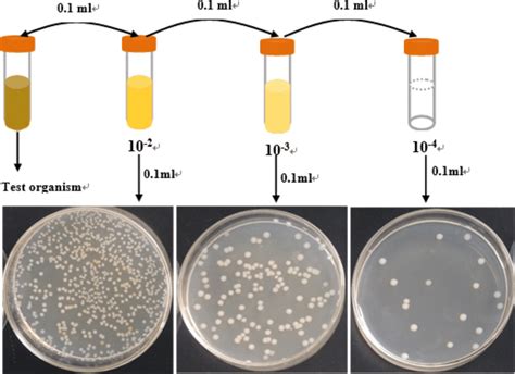 schematic diagram of colony counting methods download scientific diagram