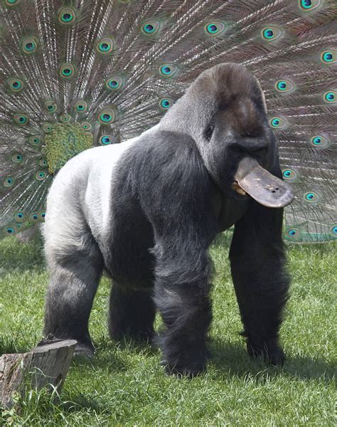 Duck Billed Gorilla Cock By Thepheer On Deviantart