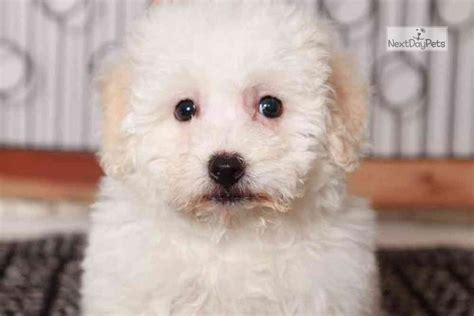 Carl Bichon Frise Puppy For Sale Near Ft Myers SW Florida Florida