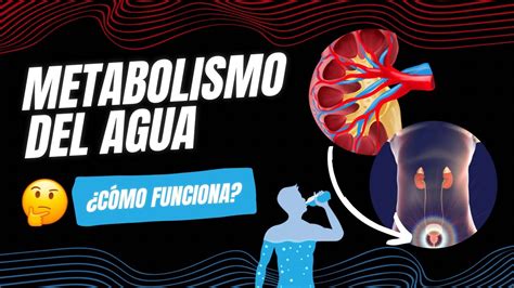 METABOLISMO DEL AGUA YouTube