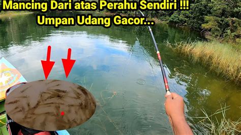 Umpan Udang Kecil Mancing Nila Liar Di Waduk Riam Kanan YouTube