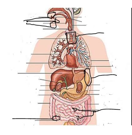 Lymphoid Organs Diagram Quizlet