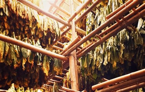 PT Indonesian Tobacco Tbk Roll Your Own Tobacco
