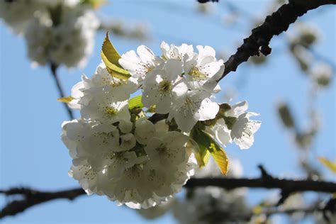 Kostenlose foto Baum Natur Ast blühen Pflanze Frucht Blume