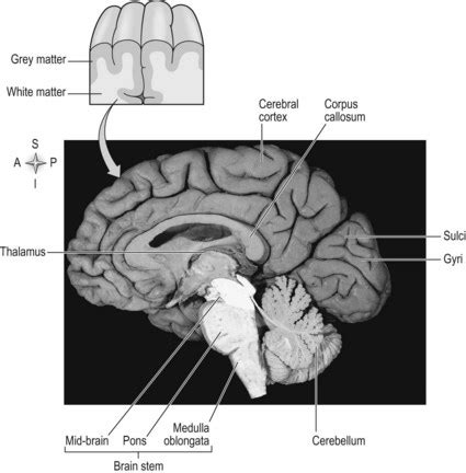 The Cerebral Cortex Neupsy Key
