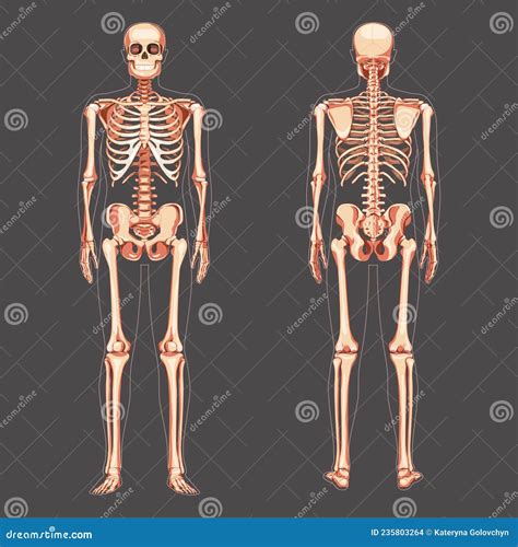 Skeleton Diagram Front And Back