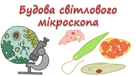 Презентація Будова світлового мікроскопа