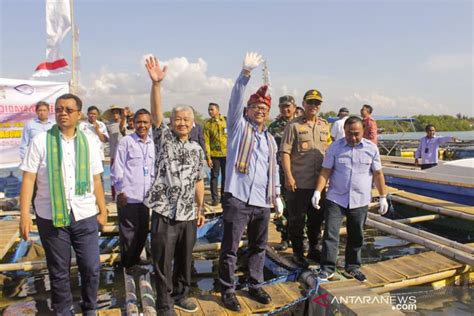 Menteri Edhy Setuju Larangan Ekspor Benih Lobster ANTARA News