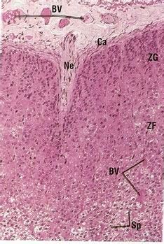 Histología de las glándulas endocrinas página 2