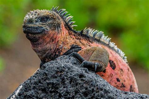 Flora Fauna en las Islas Galápagos Un Paraíso por Descubrir