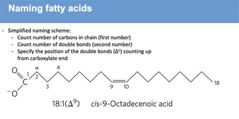 Midterm 2 Biochem Flashcards Quizlet
