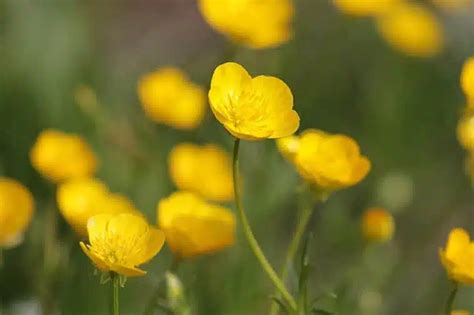 Les Pires Mauvaises Herbes Du Jardin Jardin De Grand Meres