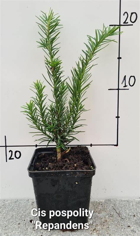 Cis Pospolity Repandens Taxus Baccata P9