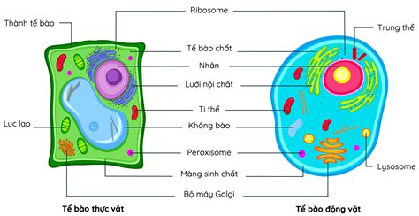Lý thuyết Bài 7 Tế bào nhân sơ và tế bào nhân thực Sinh học 10 Hoc24