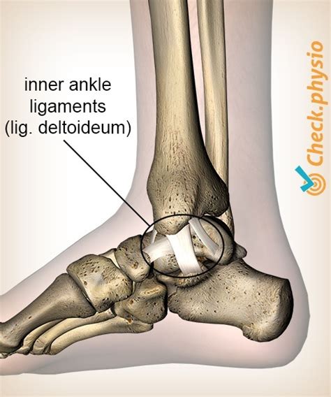 Medial Ankle Ligaments