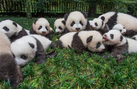 Descubre Por Qu Est El Oso Panda En Peligro De Extinci N
