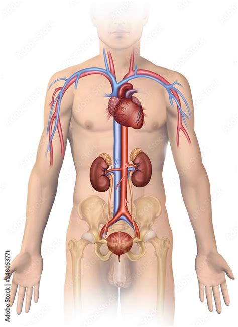 Stockillustratie Anatomia Y Fisiologia Del Sistema Urinario Humano