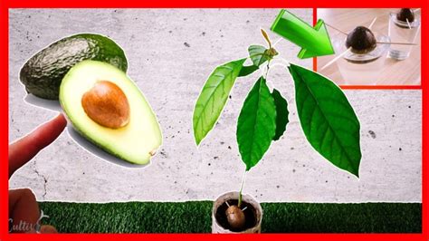Conoce el método infalible para germinar un hueso de aguacate en tu