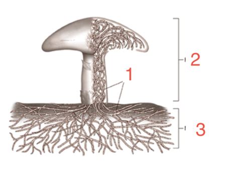 Fungi Lecture 7 Flashcards Quizlet