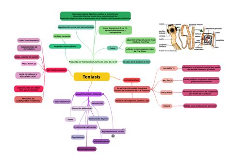 Mapa mental de Teníais Parasitología Studocu